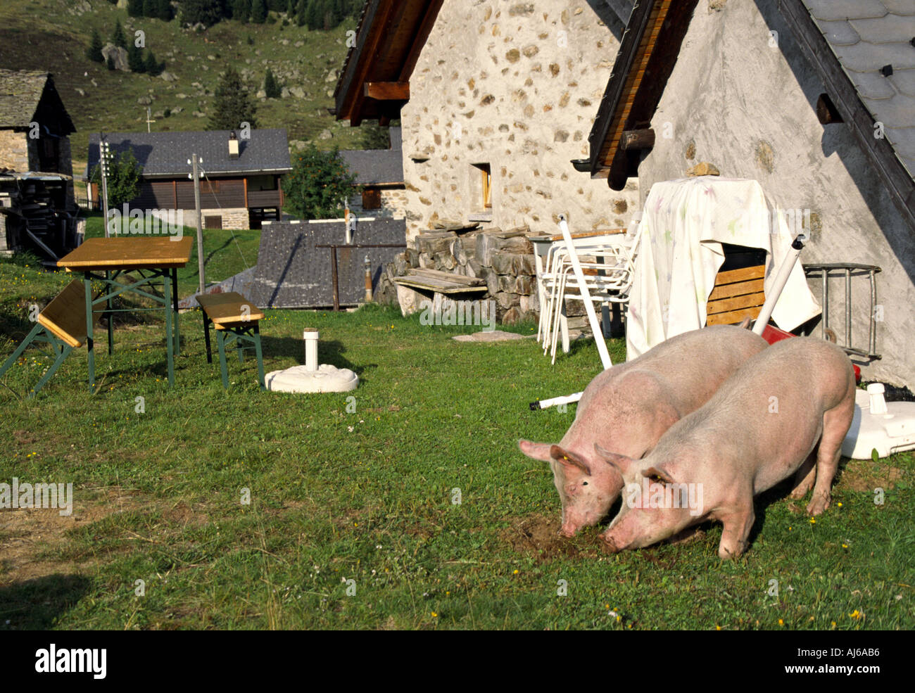 Pigs running free hi-res stock photography and images - Alamy