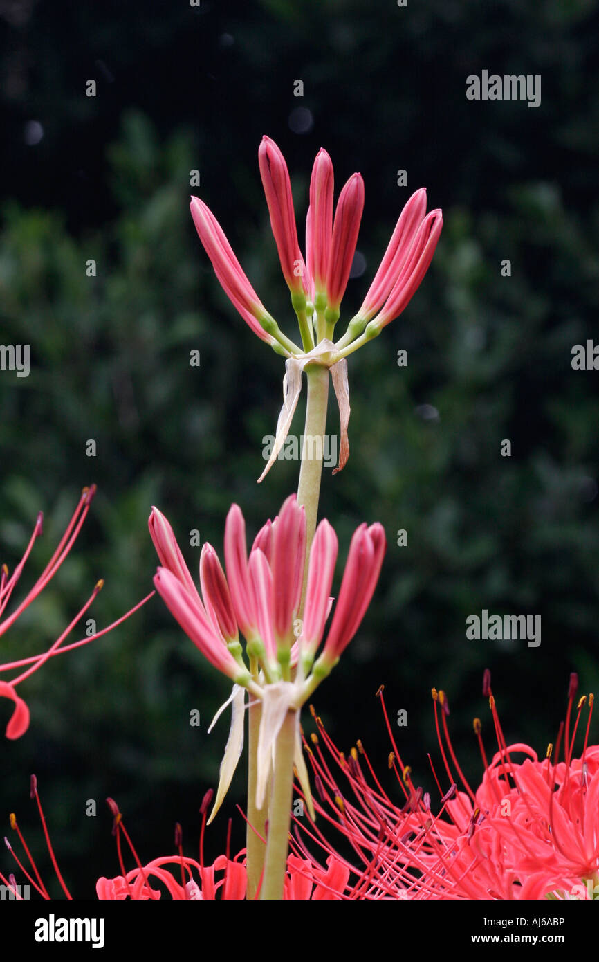 Red Spider Lilly in a Countryside of Japan Stock Photo - Alamy