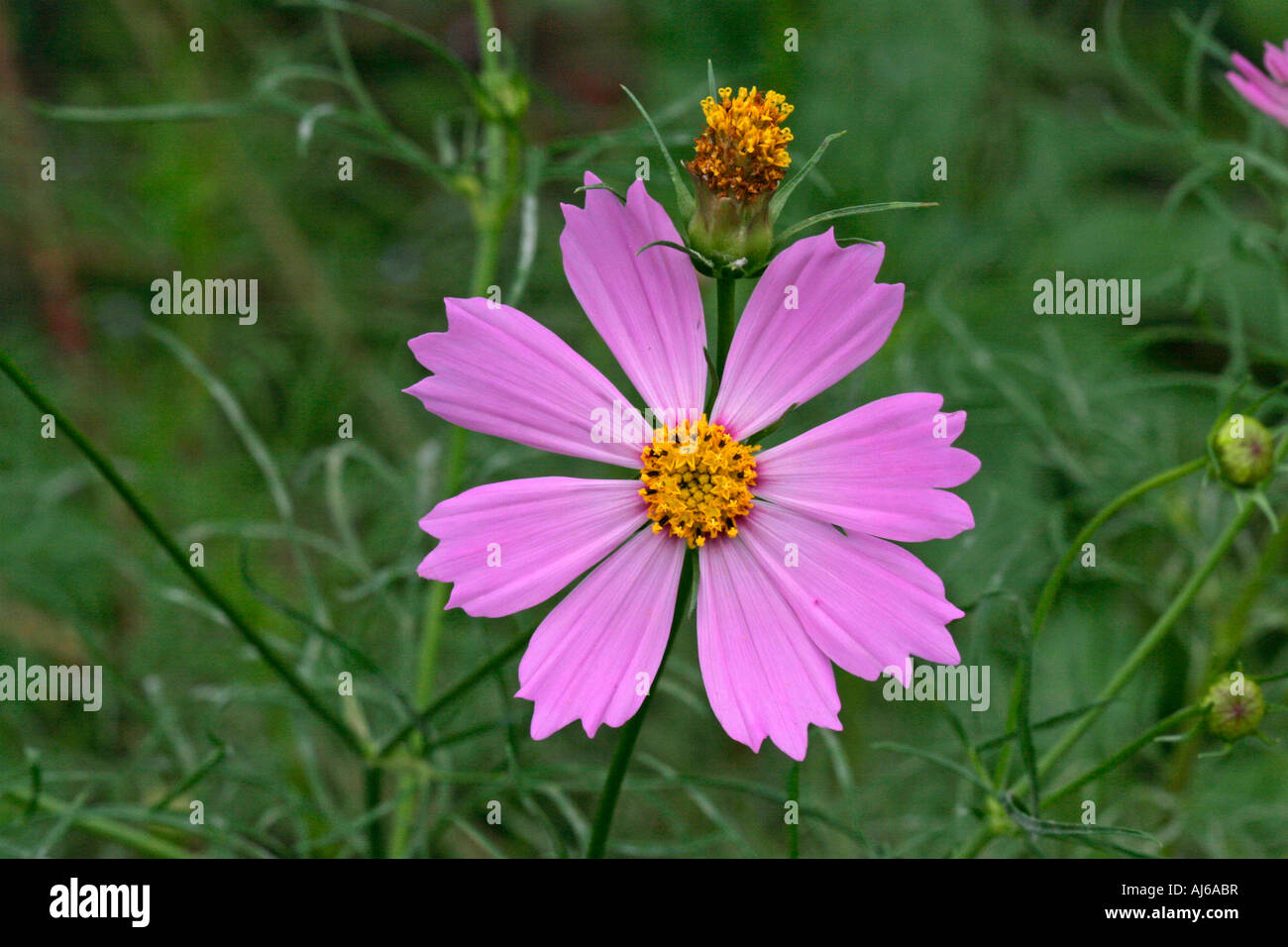 A Cosmos in a countryside of Kanagawa Japan Stock Photo - Alamy