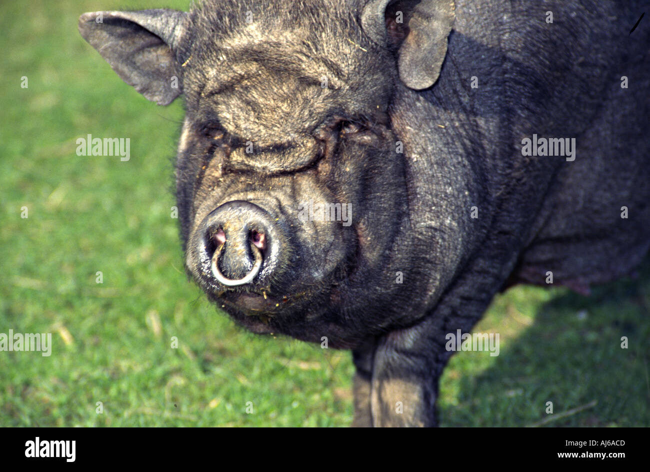 fat grey pig with a ring in snout Stock Photo - Alamy