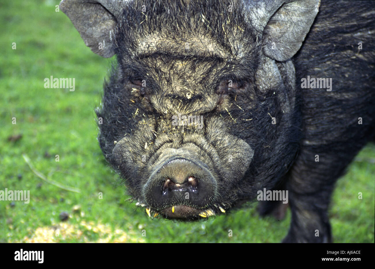 fat grey pig eating Stock Photo - Alamy