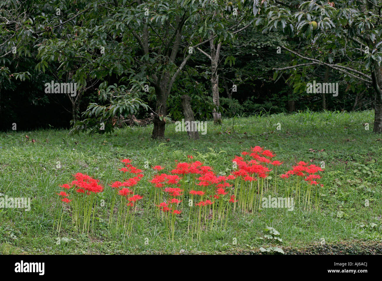 Red spider lilly hi-res stock photography and images - Alamy