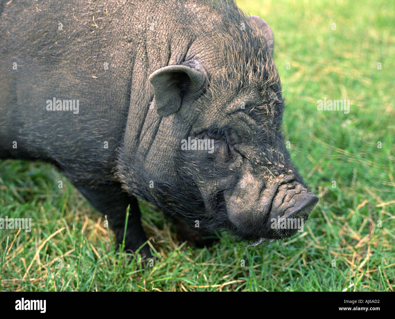 fat grey pig on a meadow Stock Photo - Alamy