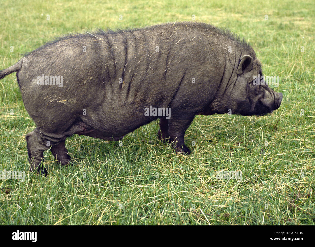 fat grey pig on a meadow Stock Photo - Alamy