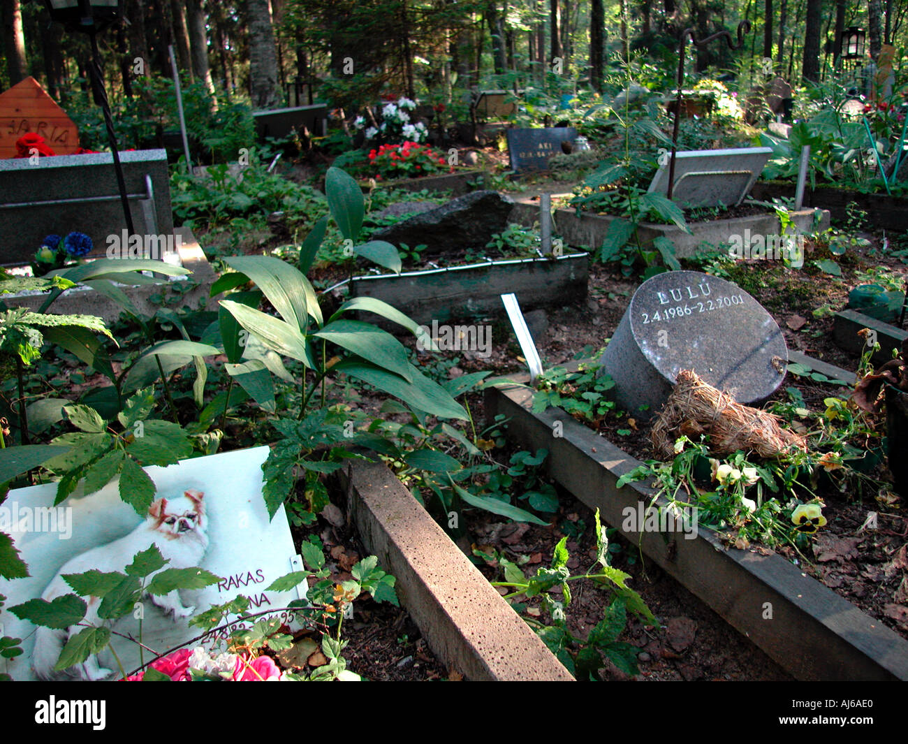 Pet cemetery gravestones hi-res stock photography and images - Alamy