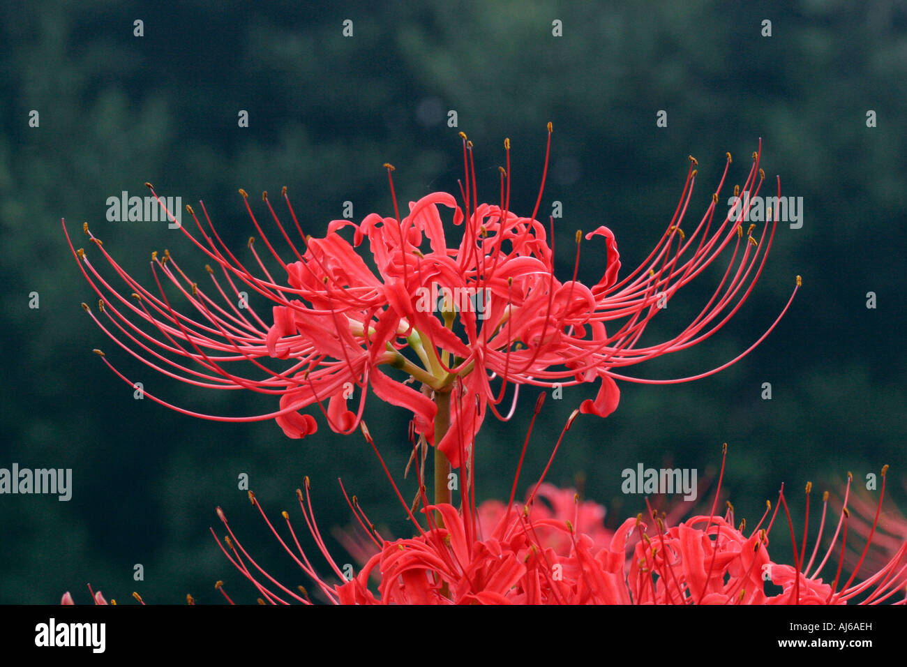 Red spider lilly hi-res stock photography and images - Alamy