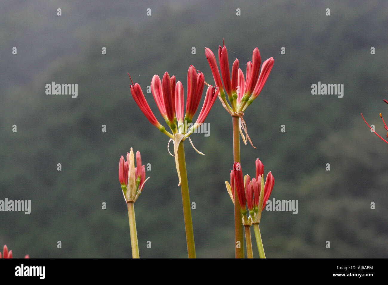 Red Spider Lilly in a Countryside of Japan Stock Photo - Alamy