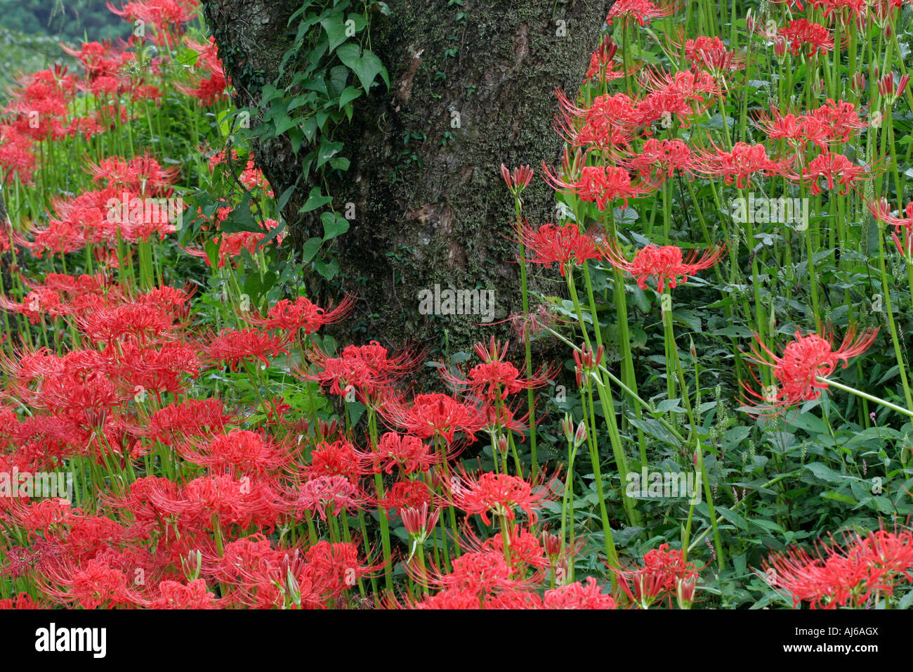 Red Spider Lilly in a Countryside of Japan Stock Photo - Alamy