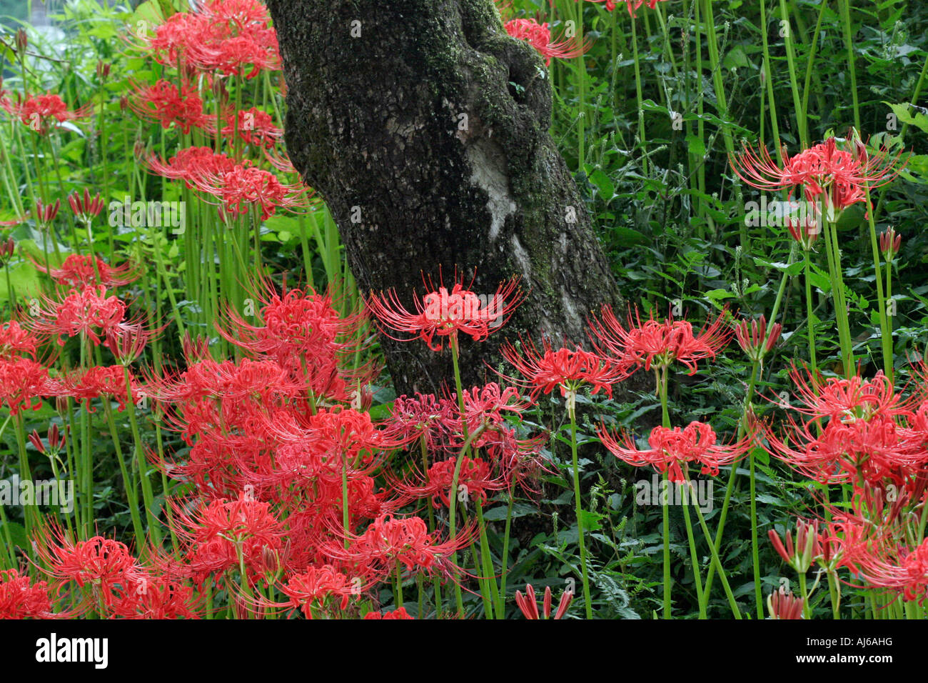 Red Spider Lilly in a Countryside of Japan Stock Photo - Alamy