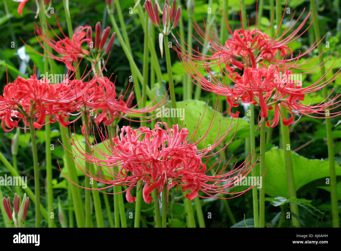 Red Spider Lilly in a Countryside of Japan Stock Photo - Alamy