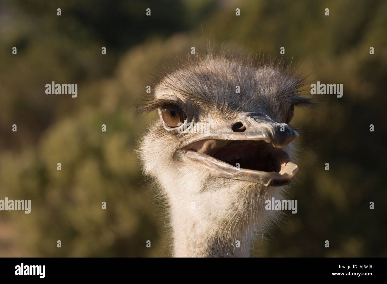 Portrait of an ostrich captive farm animal Stock Photo - Alamy