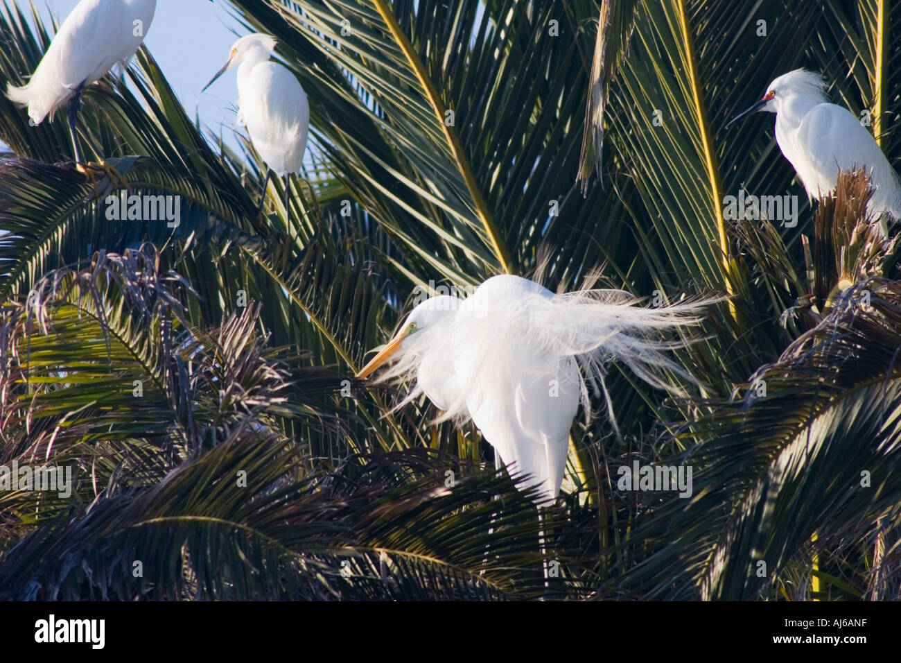 Perch snowy egret tree hi-res stock photography and images - Alamy