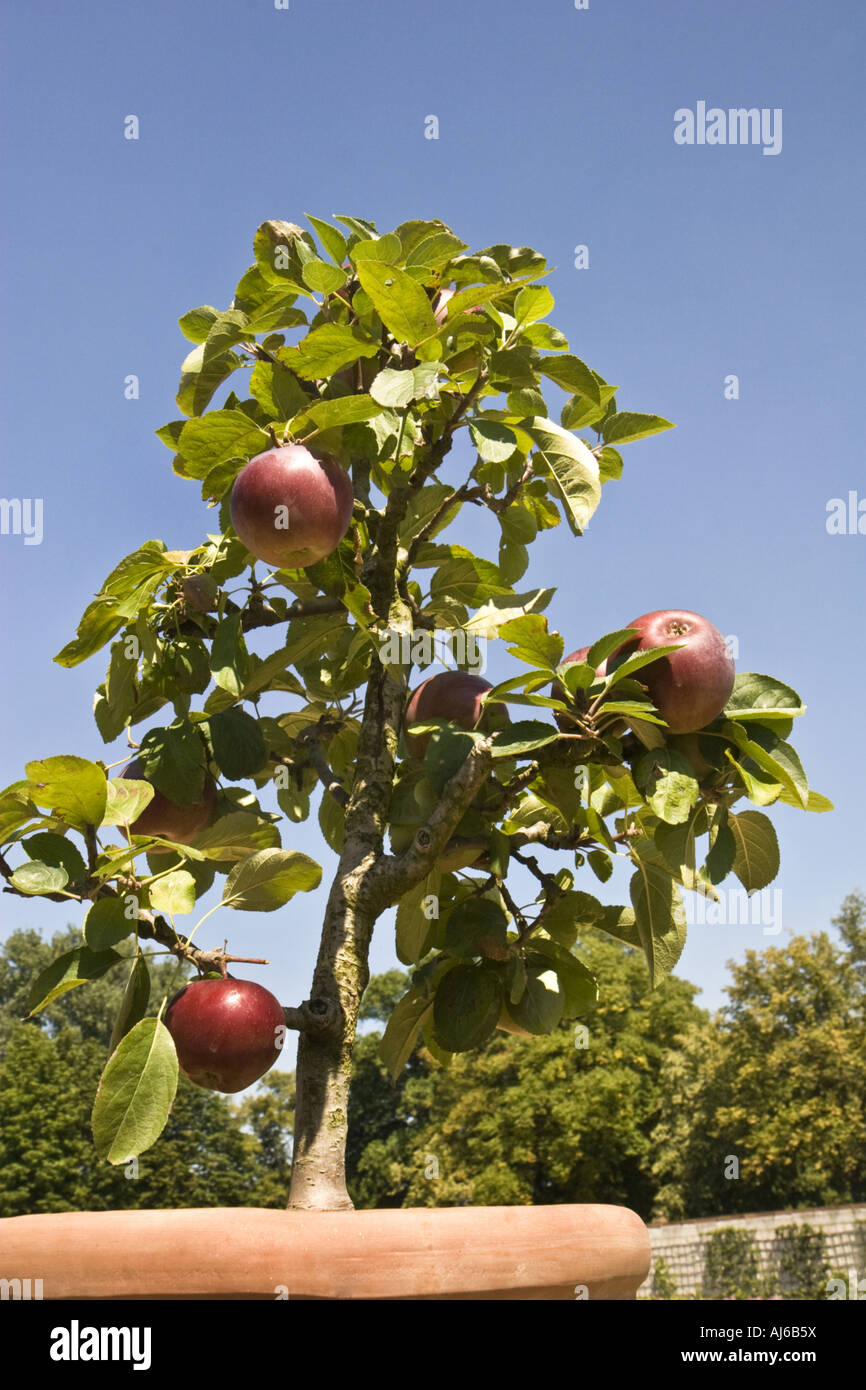 Apple tree in container garden hi-res stock photography and images - Alamy