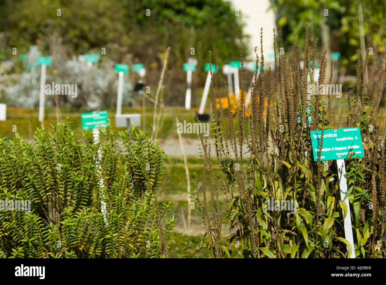 Stock Photo of plant labels in a formal garden Stock Photo - Alamy