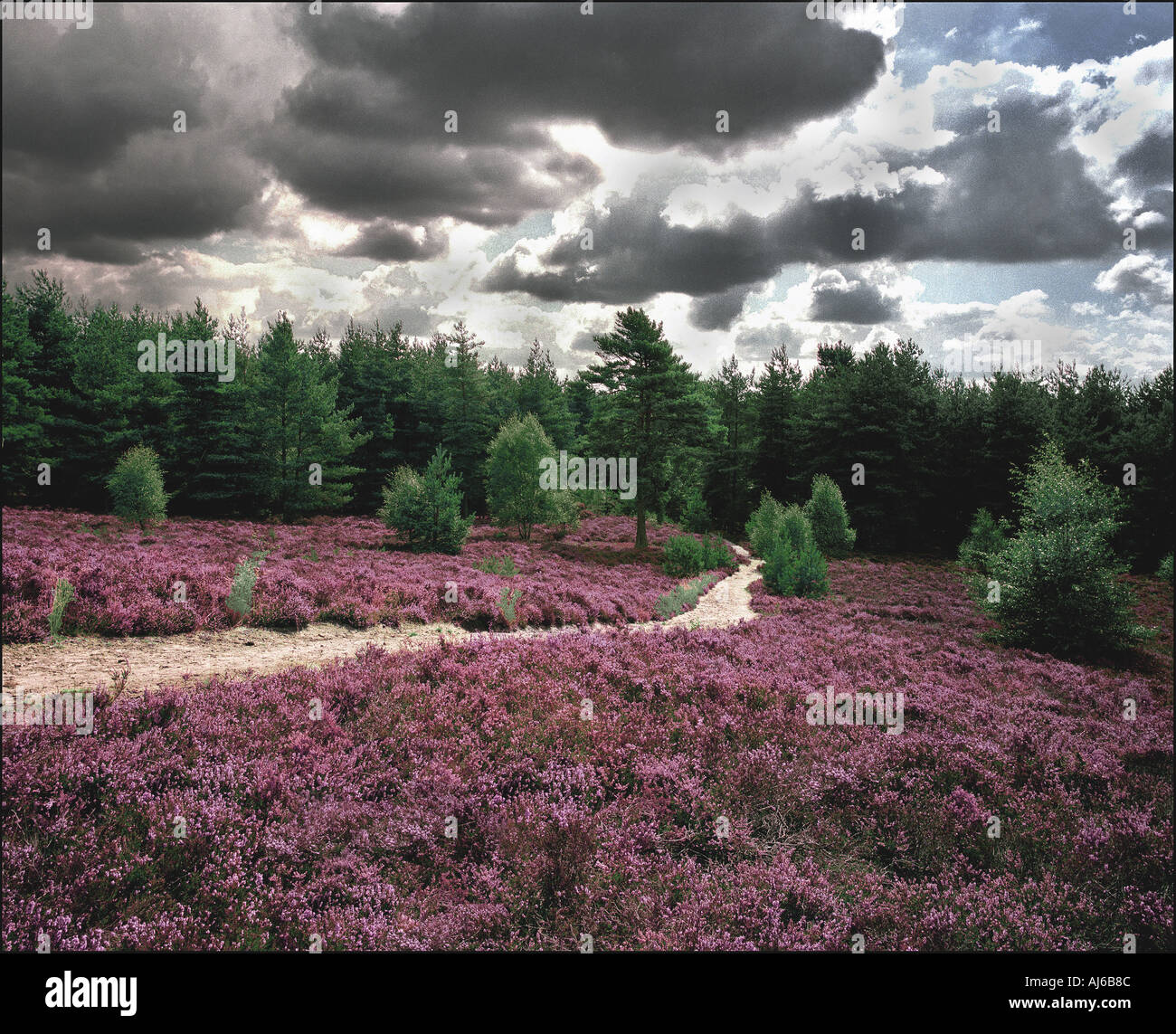 British heathland with pink heather in full bloom Blackheath Surrey ...