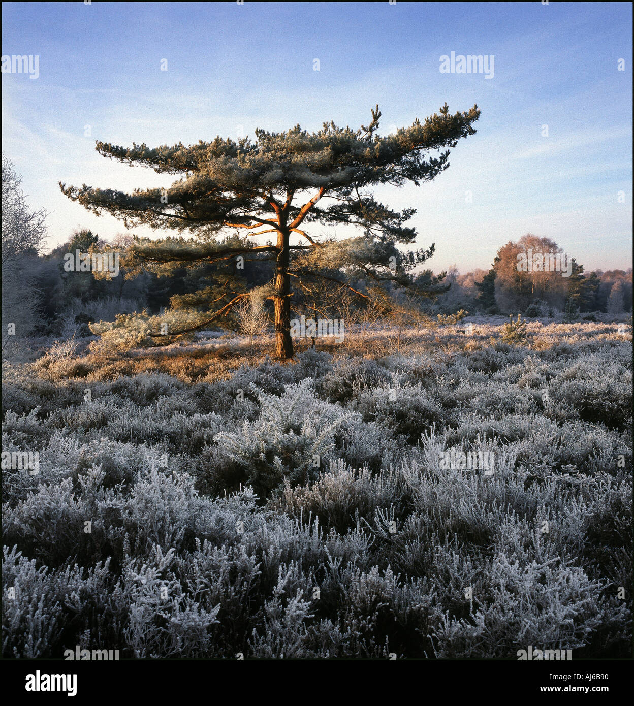 British heathland with winters frost Blackheath Surrey England Photo by ...
