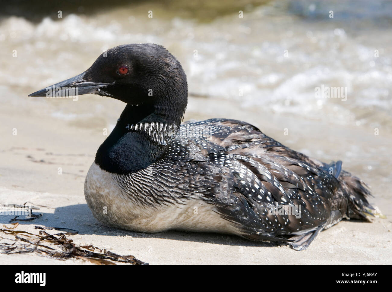 Resting loon hi-res stock photography and images - Alamy
