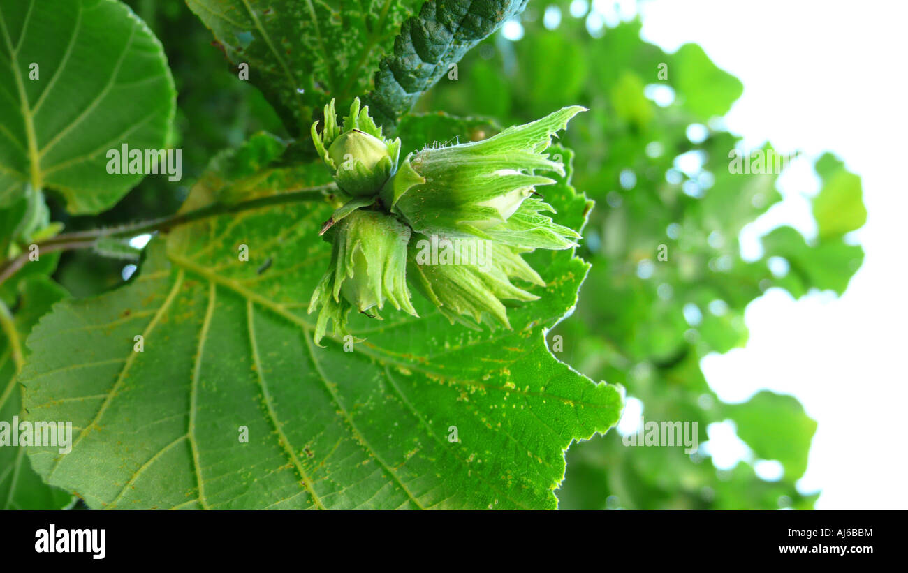 Hazel nut flowers from below hi-res stock photography and images - Alamy