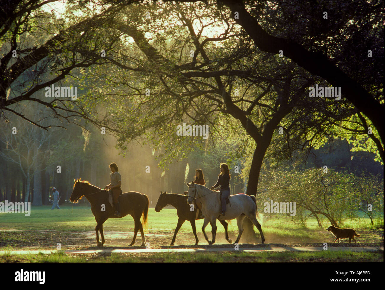 Horseback Riders in Hermann Park in Houston Texas Stock Photo - Alamy