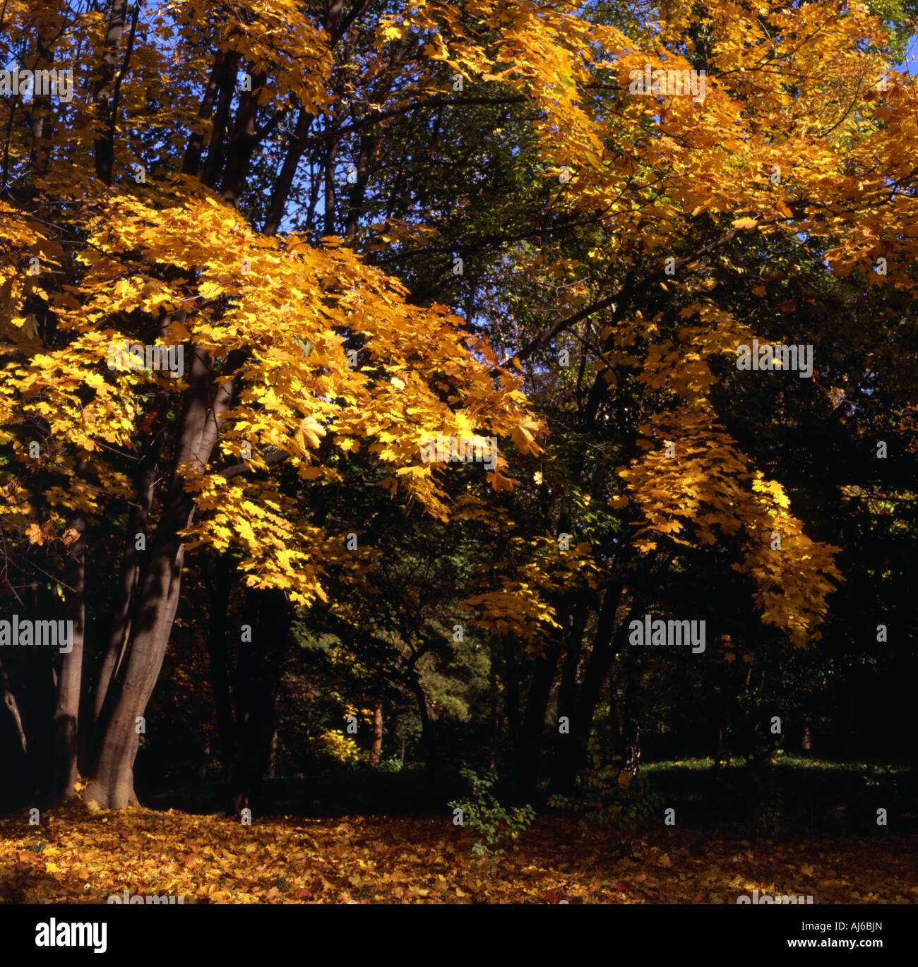 Autumn in forest Stock Photo - Alamy