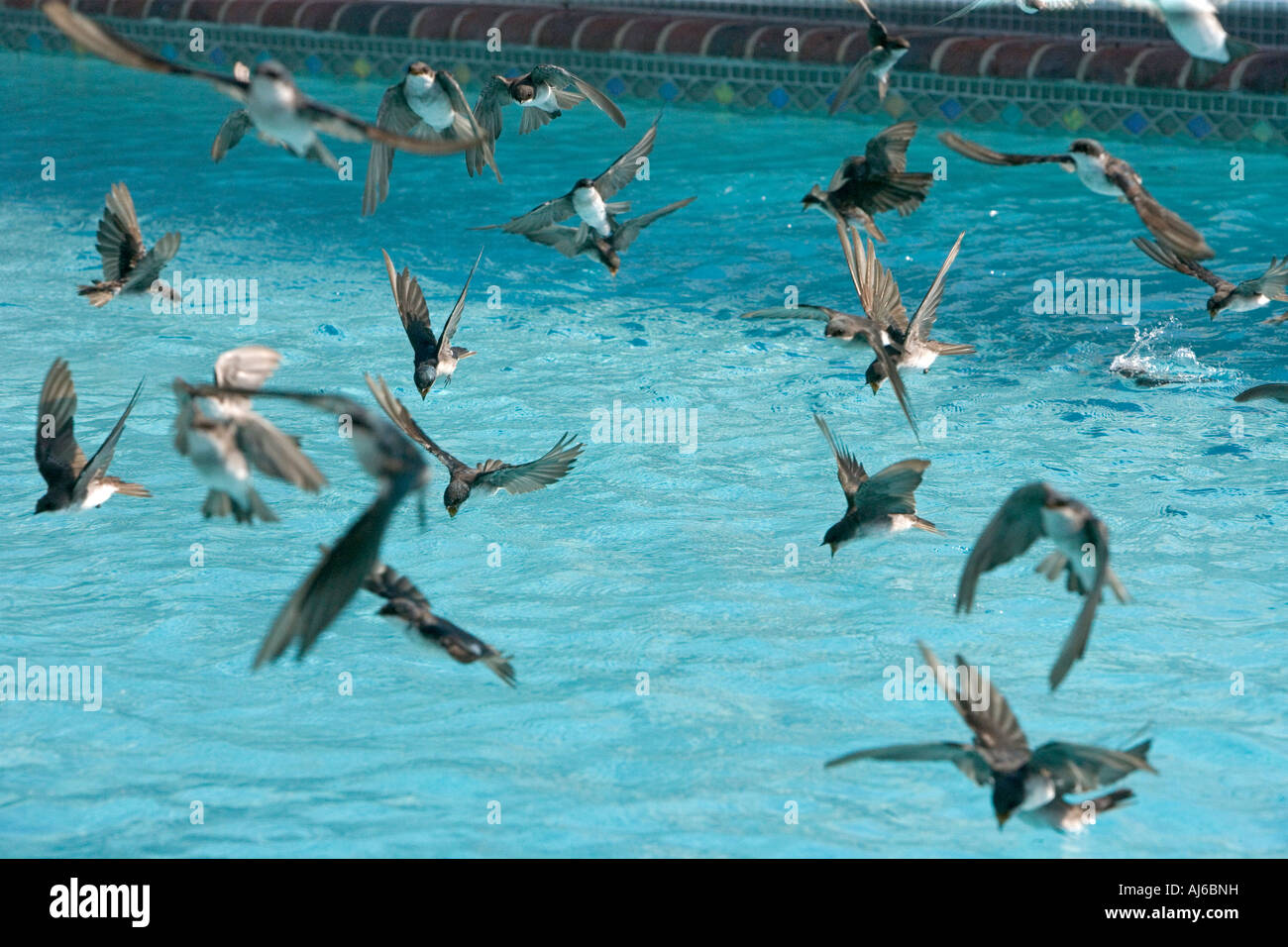 swallows drink water from a pool Stock Photo - Alamy