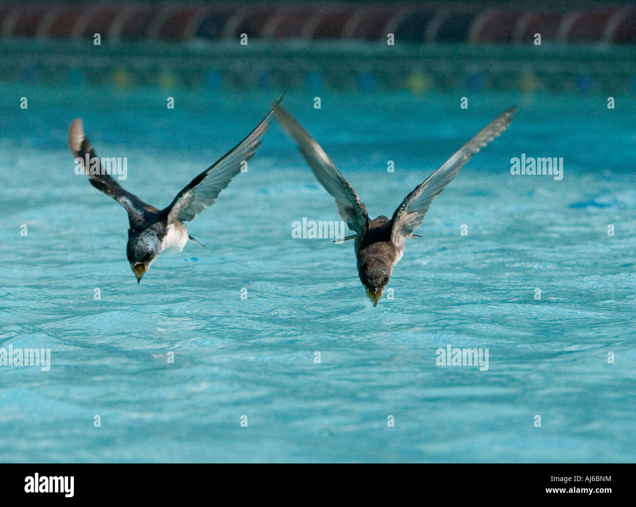 Swallows flying close up hi-res stock photography and images - Alamy