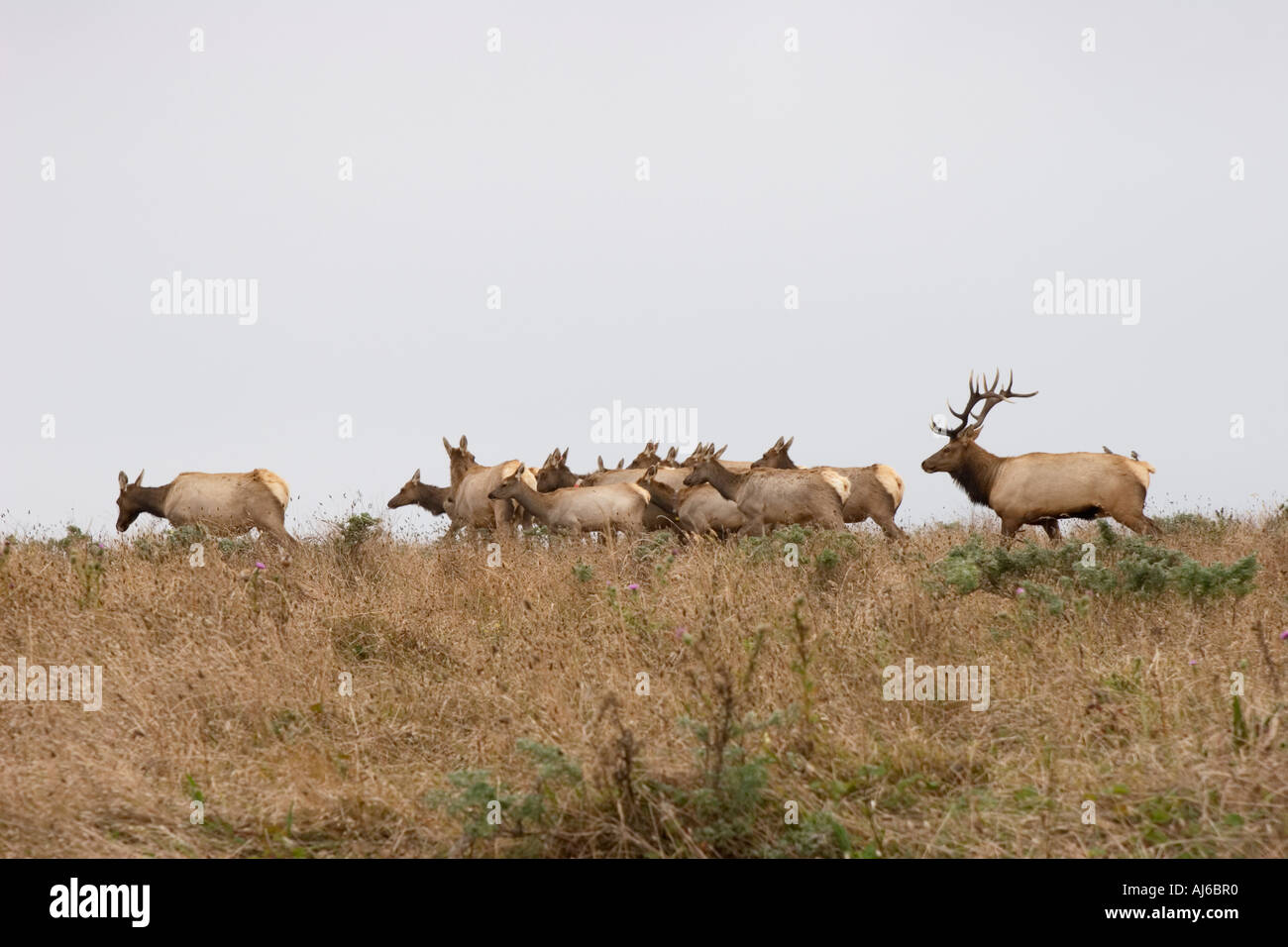 Tule elk bull and cows hi-res stock photography and images - Alamy