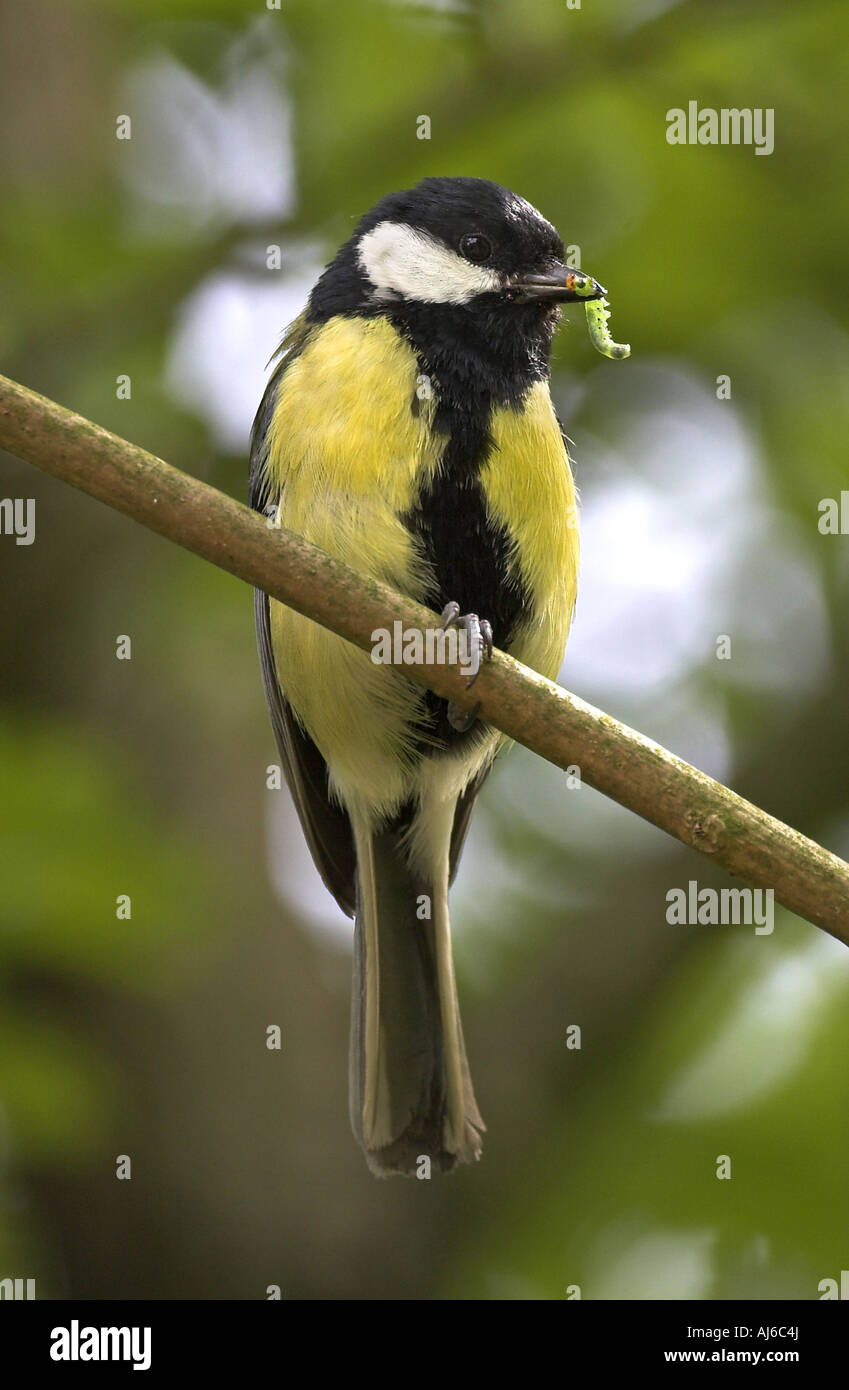 great tit (Parus major), male with larva of a sawfly, biological pest ...