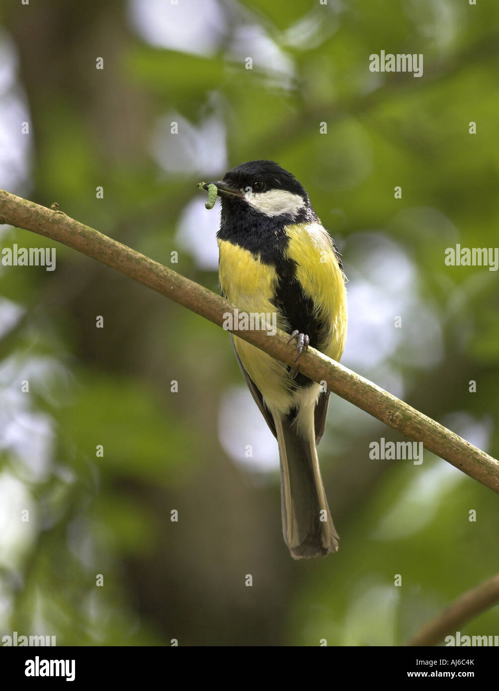 great tit (Parus major), male with larva of a sawfly, biological pest ...