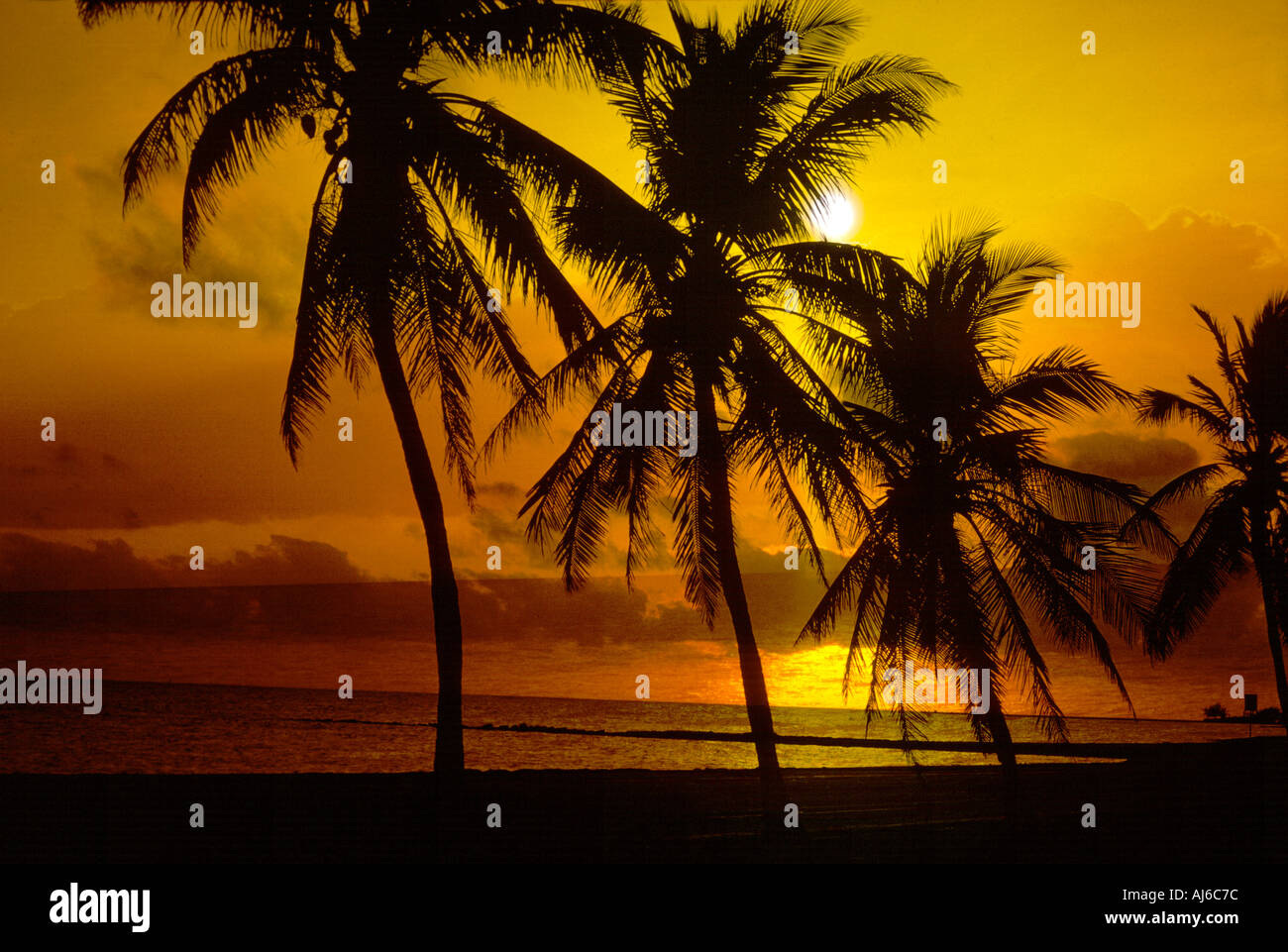 Palm trees with sunset Stock Photo - Alamy