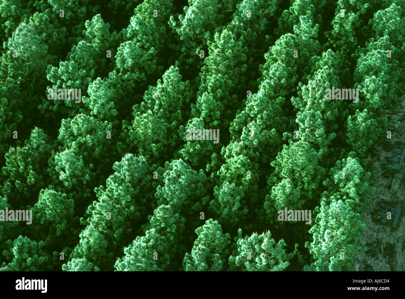 Aerial view of trees in rows Stock Photo - Alamy