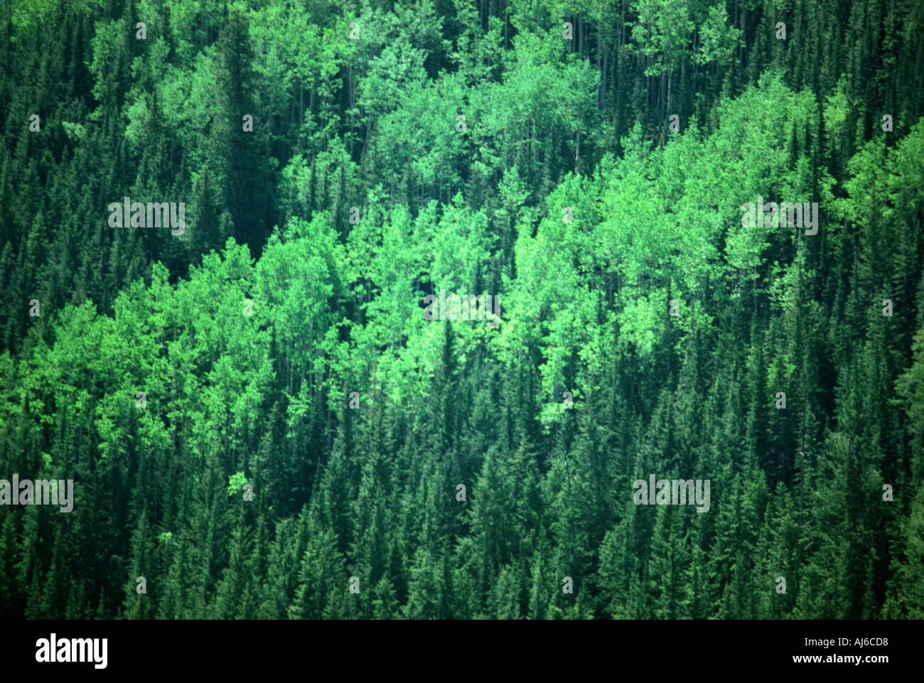 Aerial view of trees Stock Photo - Alamy