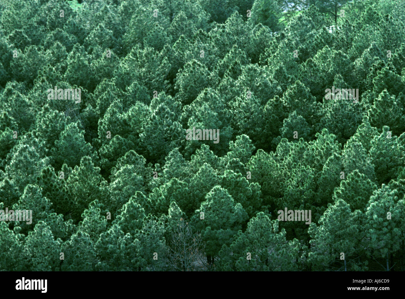 Aerial view of trees Stock Photo - Alamy
