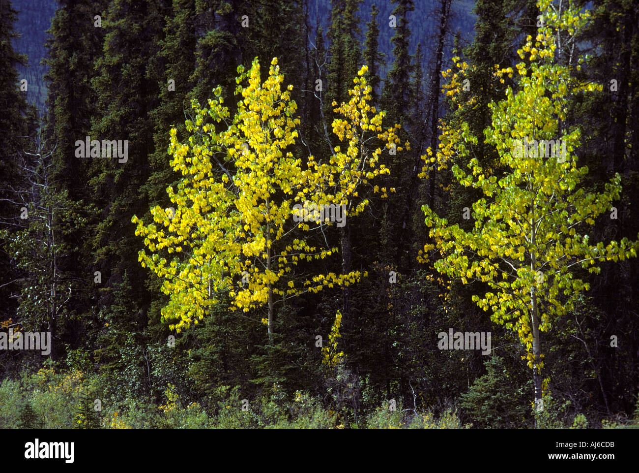 Two trees with autumn colors Stock Photo - Alamy