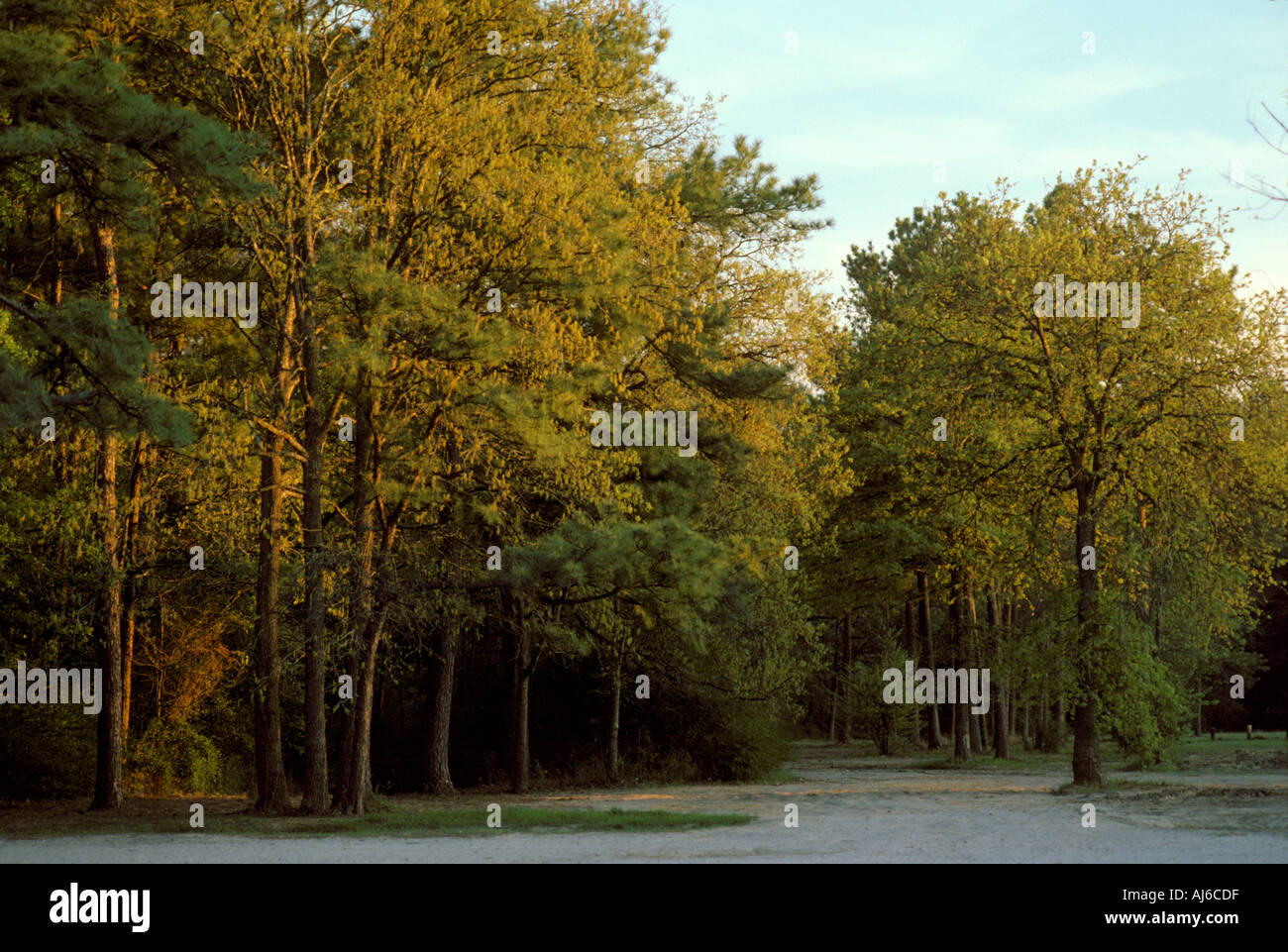 Trees in Memorial Park Houston Texas Stock Photo - Alamy