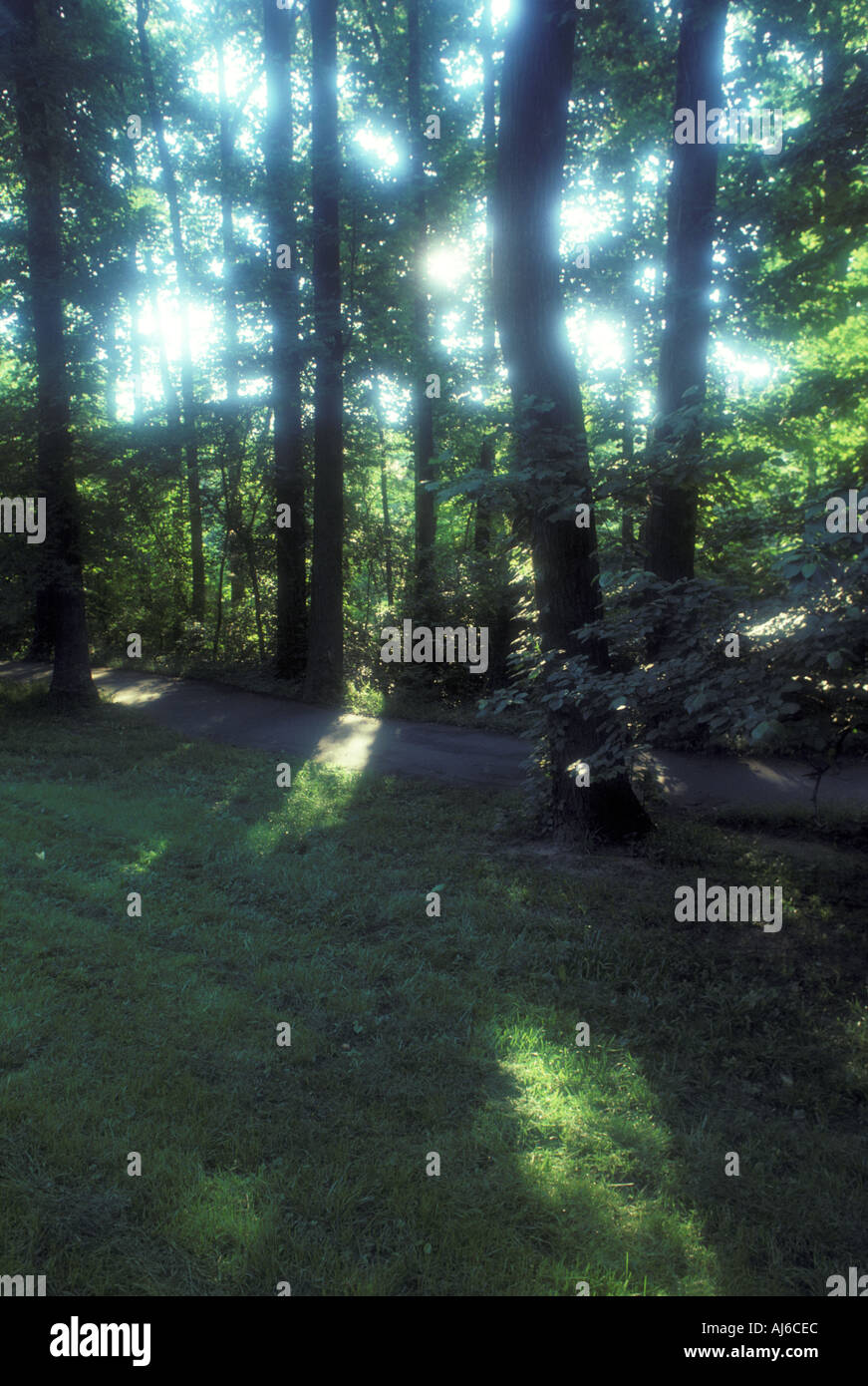 Trees along pathway with sky filtering through Stock Photo - Alamy