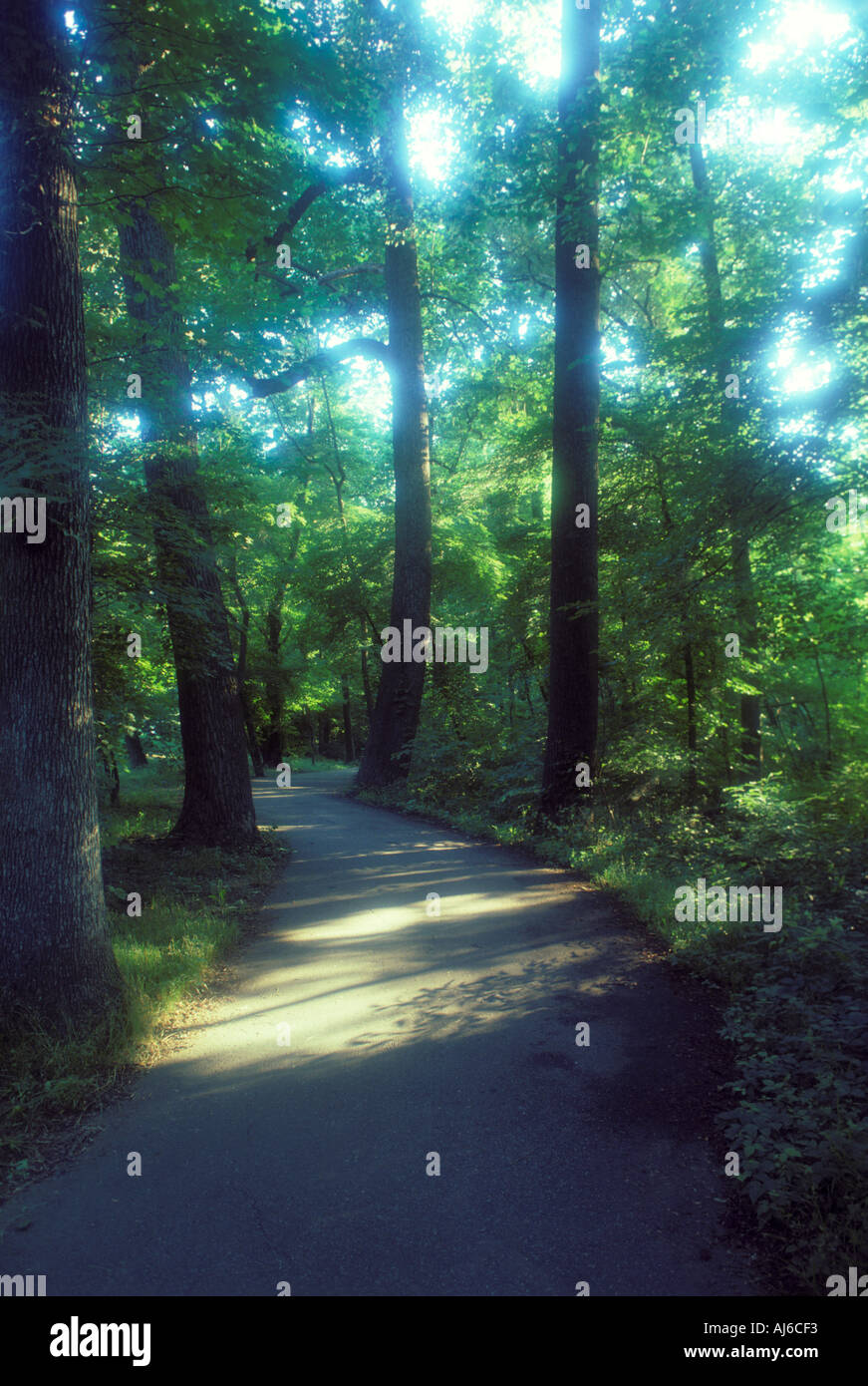 Pathway in trees with sky filtering through Stock Photo - Alamy