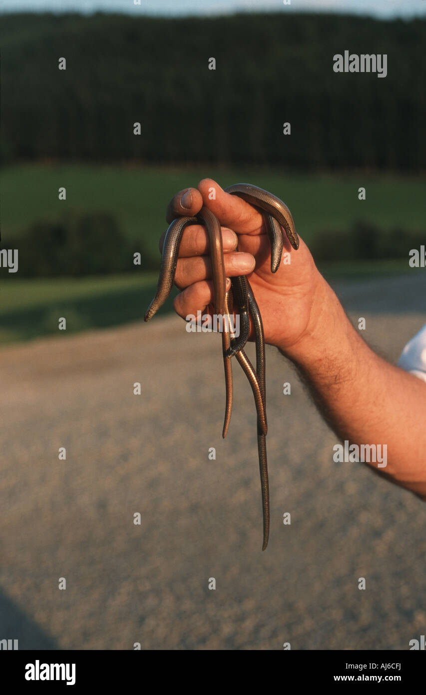European slow worm (blindworm), slow worm (Anguis fragilis), young slow ...