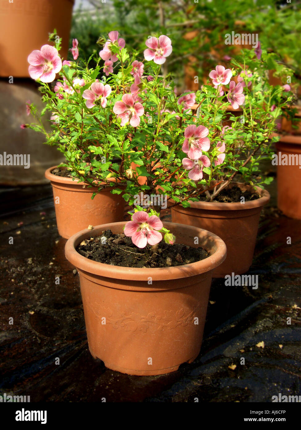 Cape Mallow (Anisodontea capensis, Malvastrum capensis, Anisodontia ...
