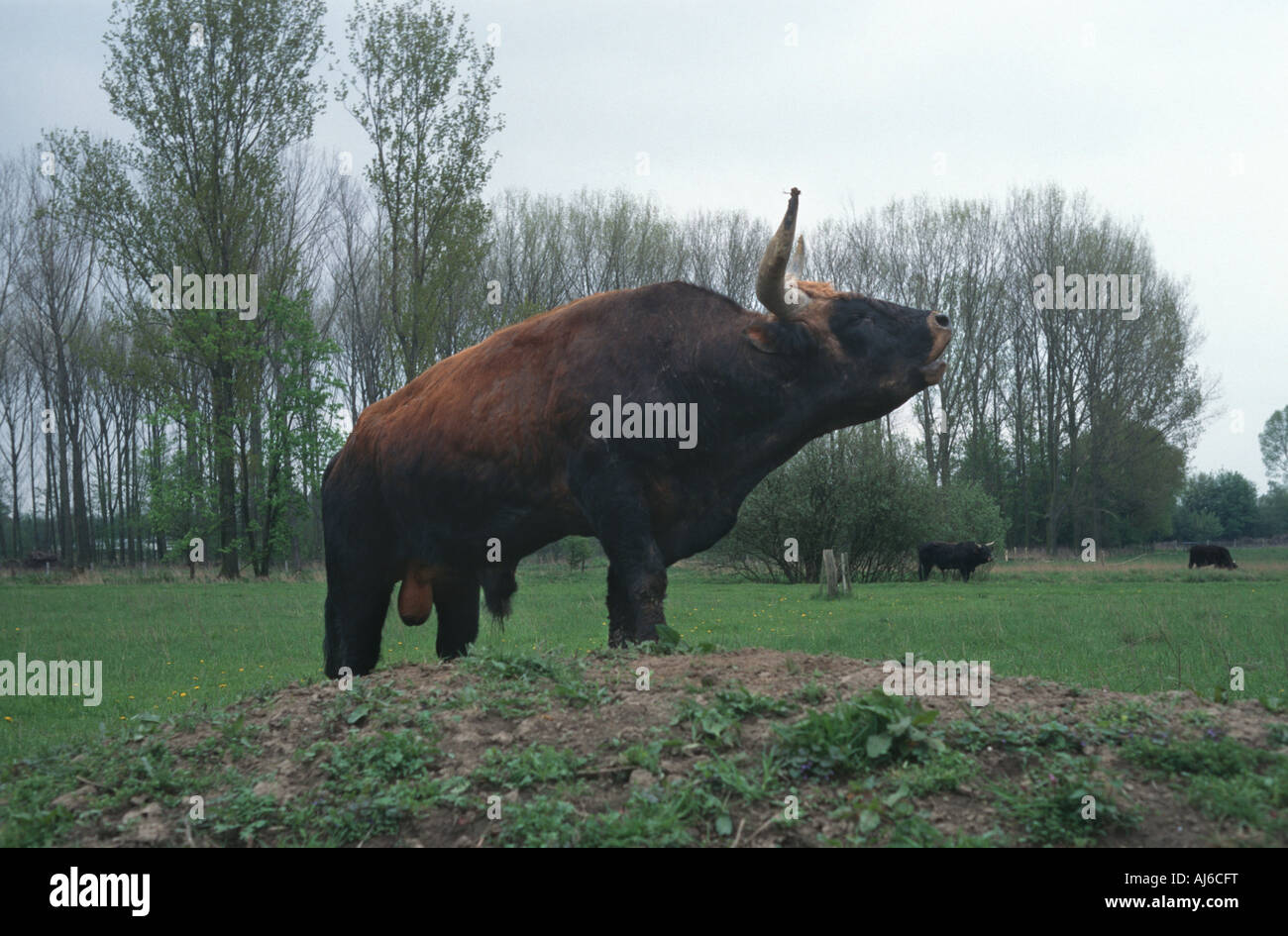 aurochs (domestic cattle) (Bos taurus, Bos primigenius), male , Germany ...