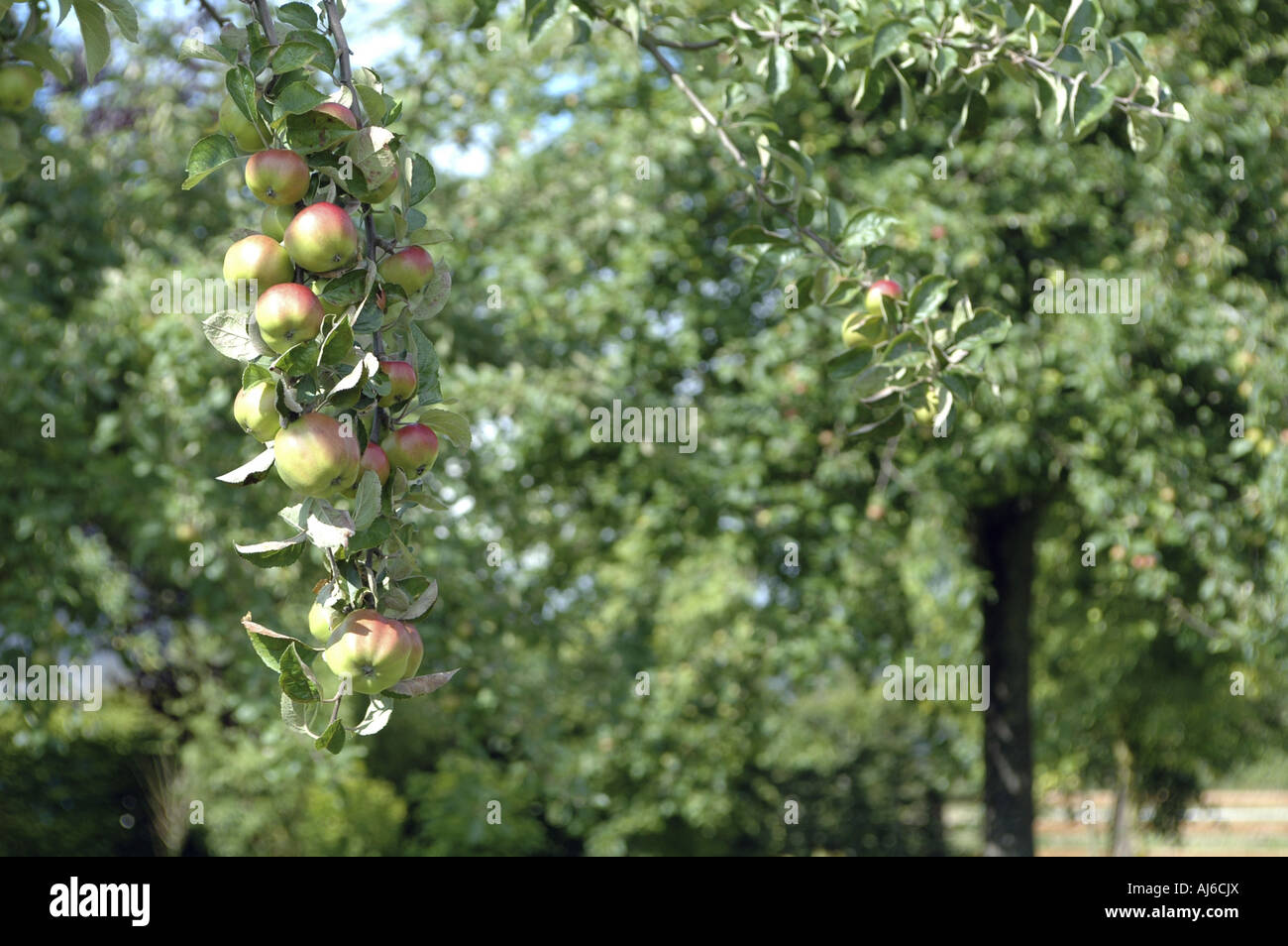 apple tree (Malus domestica), hanging on branch, France, Normandy Stock ...