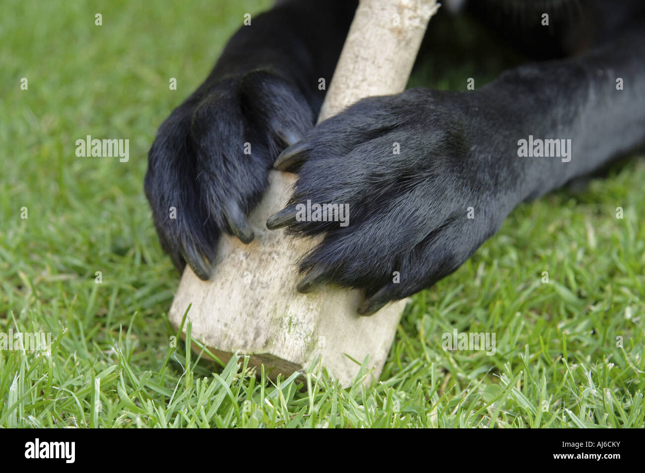 Labrador Retriever (Canis lupus f. familiaris), paws with wooden toys ...