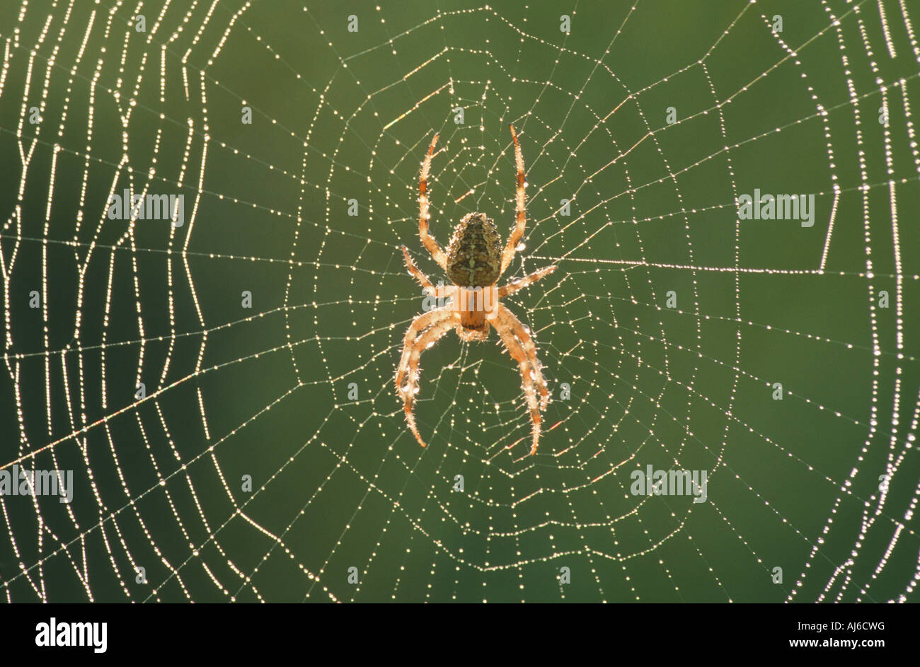 orbweaver, orb-weaving spider, broad-bodied orbweaver (Araneidae ...