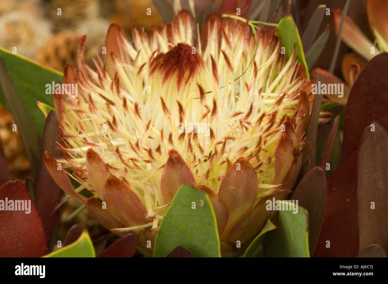 Protea 'Robijn' at Chelsea flower show 2007 Stock Photo - Alamy
