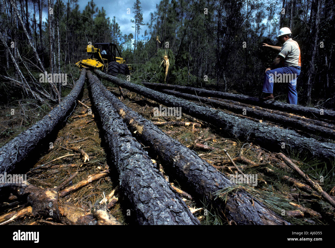 Wood harvesting in tree farm in Florida Stock Photo - Alamy