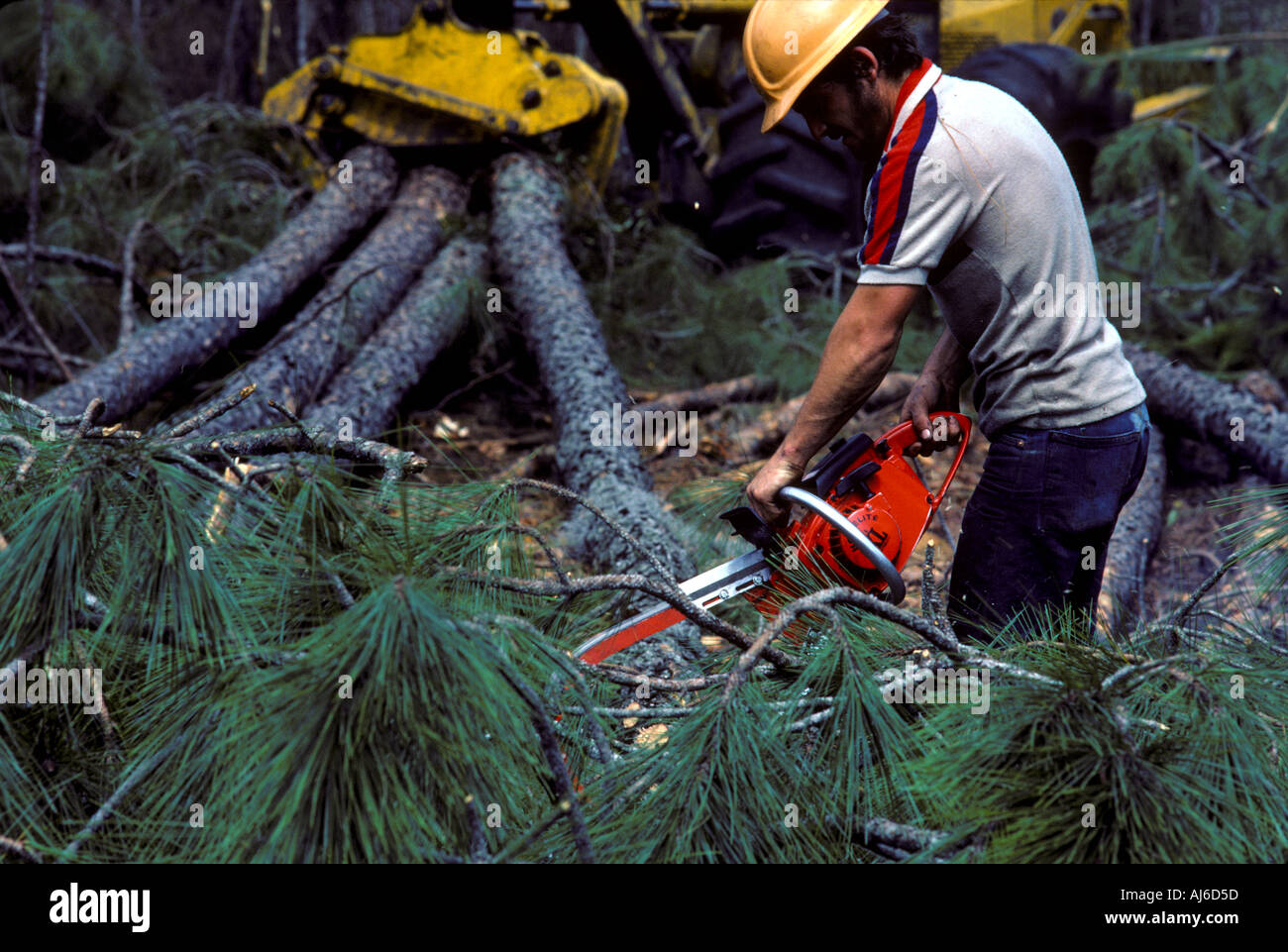 Worker cutting up trees with chain saw in tree farm in Florida Stock ...