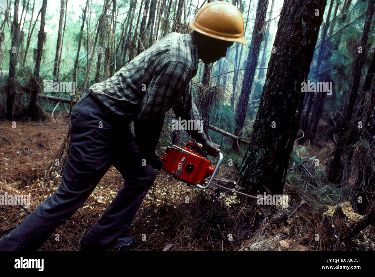 Worker cutting down tree with chain saw in tree farm in Florida Stock ...