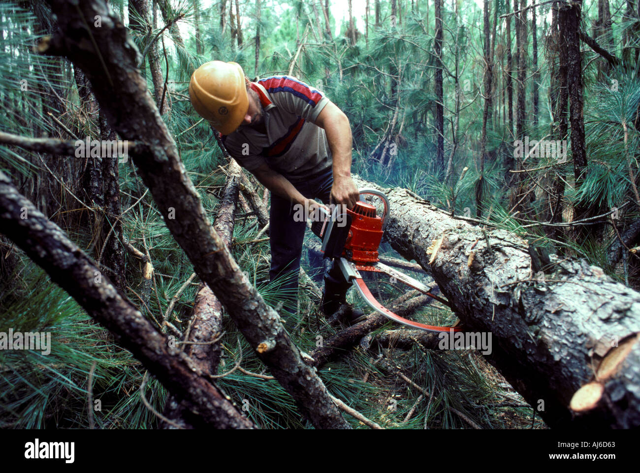 Worker trimming tree with chain saw in tree farm in Florida Stock Photo ...