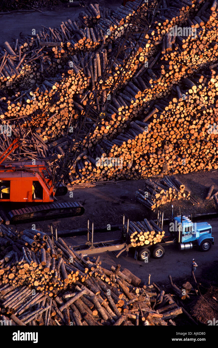 Loading pulp wood hi-res stock photography and images - Alamy