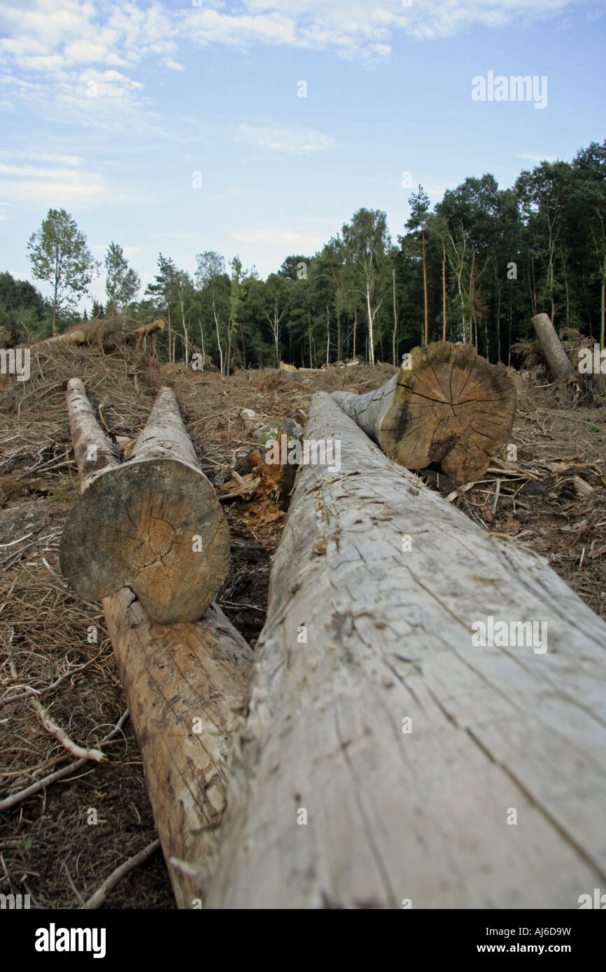 Scotch pine, scots pine (Pinus sylvestris), deforestation, Germany ...